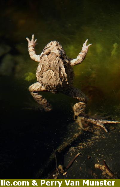 Discoglossus pictus - Discoglosse peint