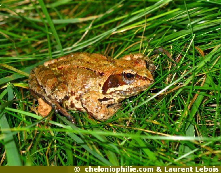 Rana temporaria - Grenouille rousse