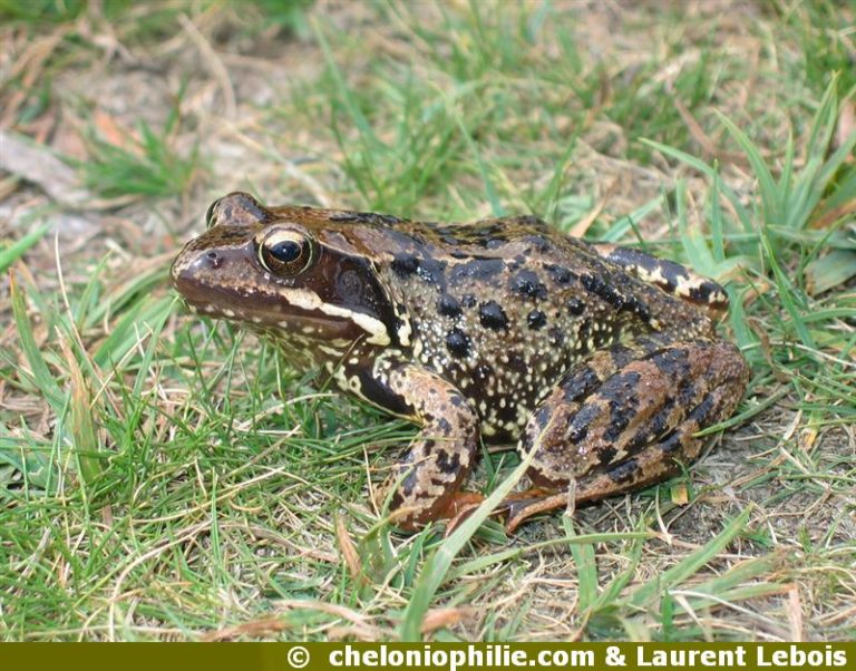 Rana temporaria - Grenouille rousse