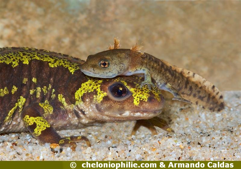 Triturus marmoratus - Triton marbré